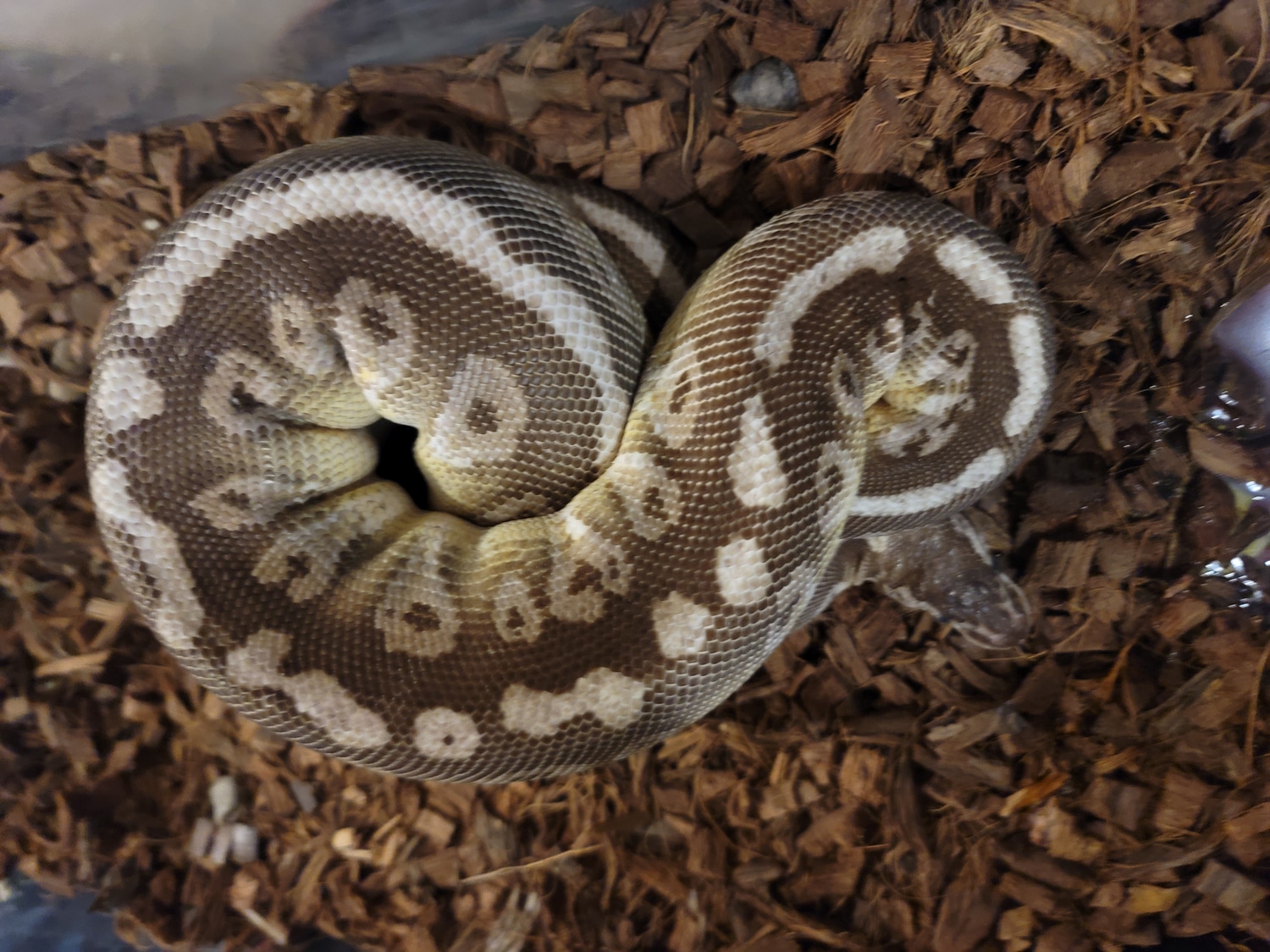 Red Spectrum Ball Python by Pied Creations - MorphMarket