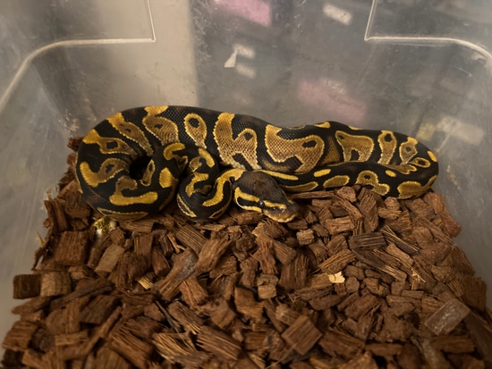Yb Or Gravel 50% Het Pied Ball Python by Pied Creations