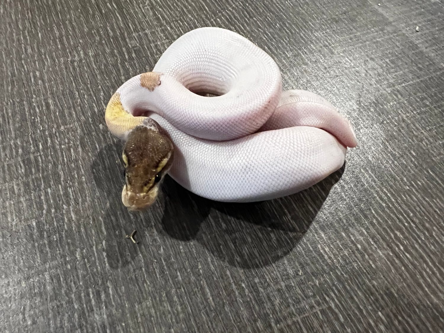 Mojave Pied 50% Het Clown Ball Python by Pied Creations - MorphMarket