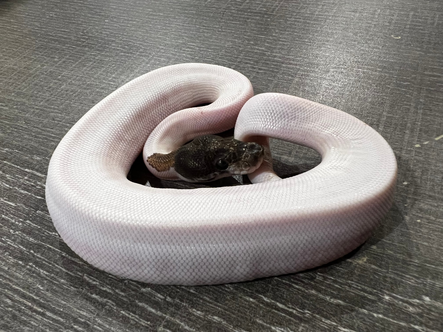 Blackhead Mojave Pied Ball Python by Pied Creations - MorphMarket