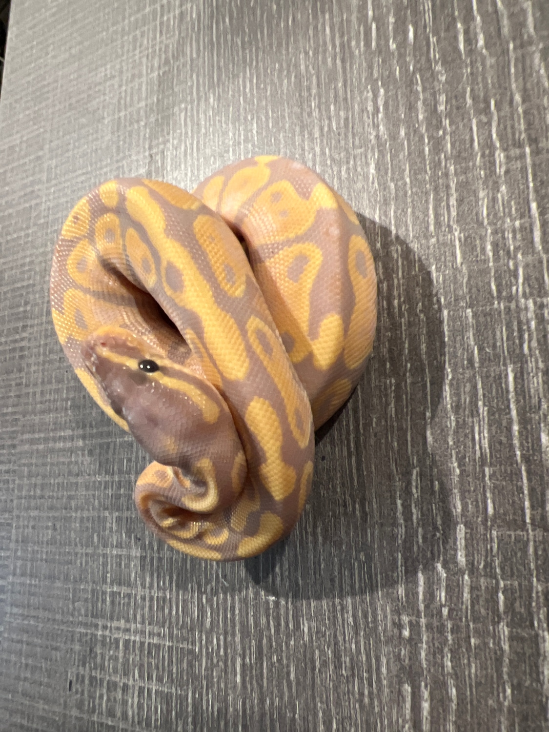 Coral Glow Plus Het Pied Ball Python by Pied Creations - MorphMarket