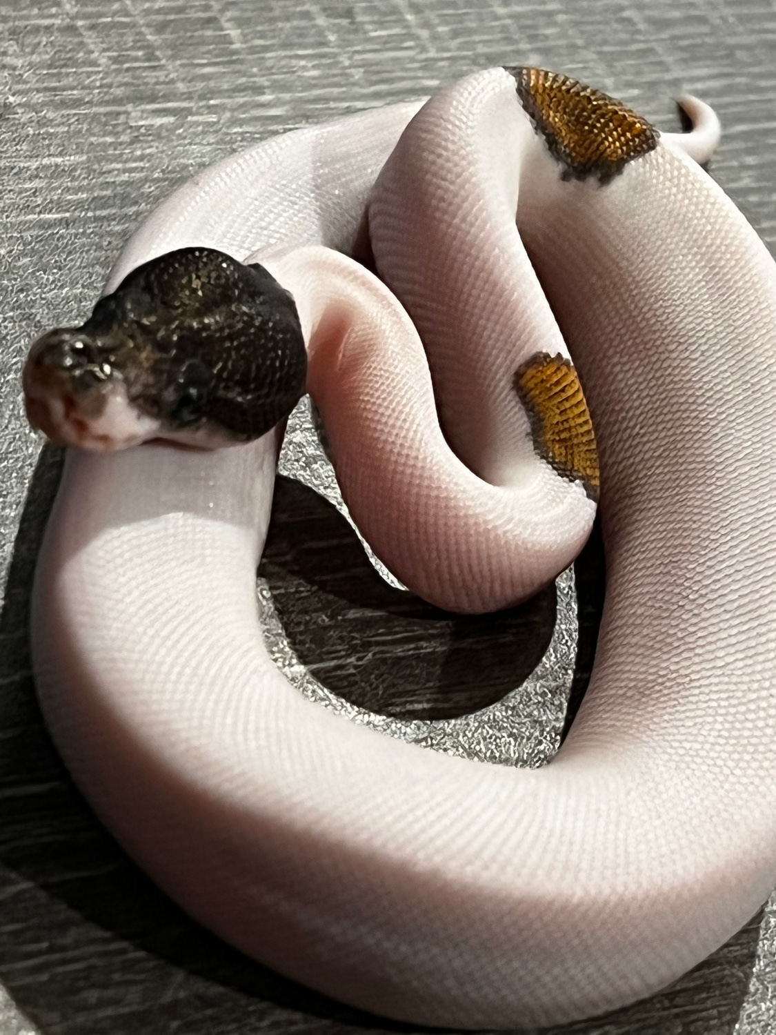 Blackhead Mojave Piebald Ball Python by Pied Creations - MorphMarket