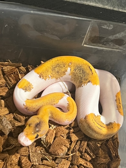 “Yellowstone” Gravel 🎃 Champagne Het Pied Ball Python by Pied Creations