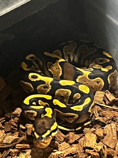 Gravel Het Piebald Ball Python by Pied Creations