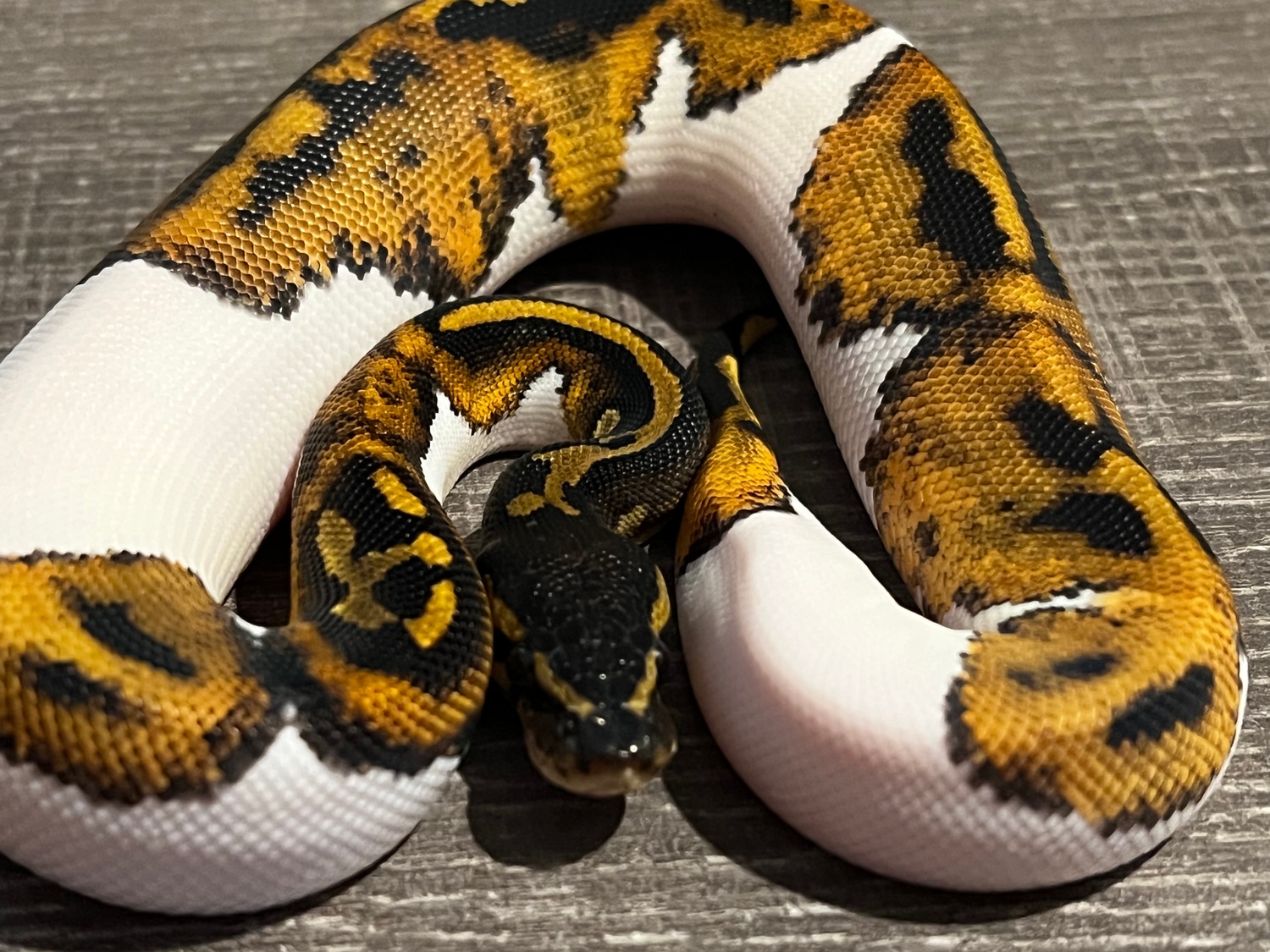 Blackhead Piebald Ball Python by Pied Creations - MorphMarket