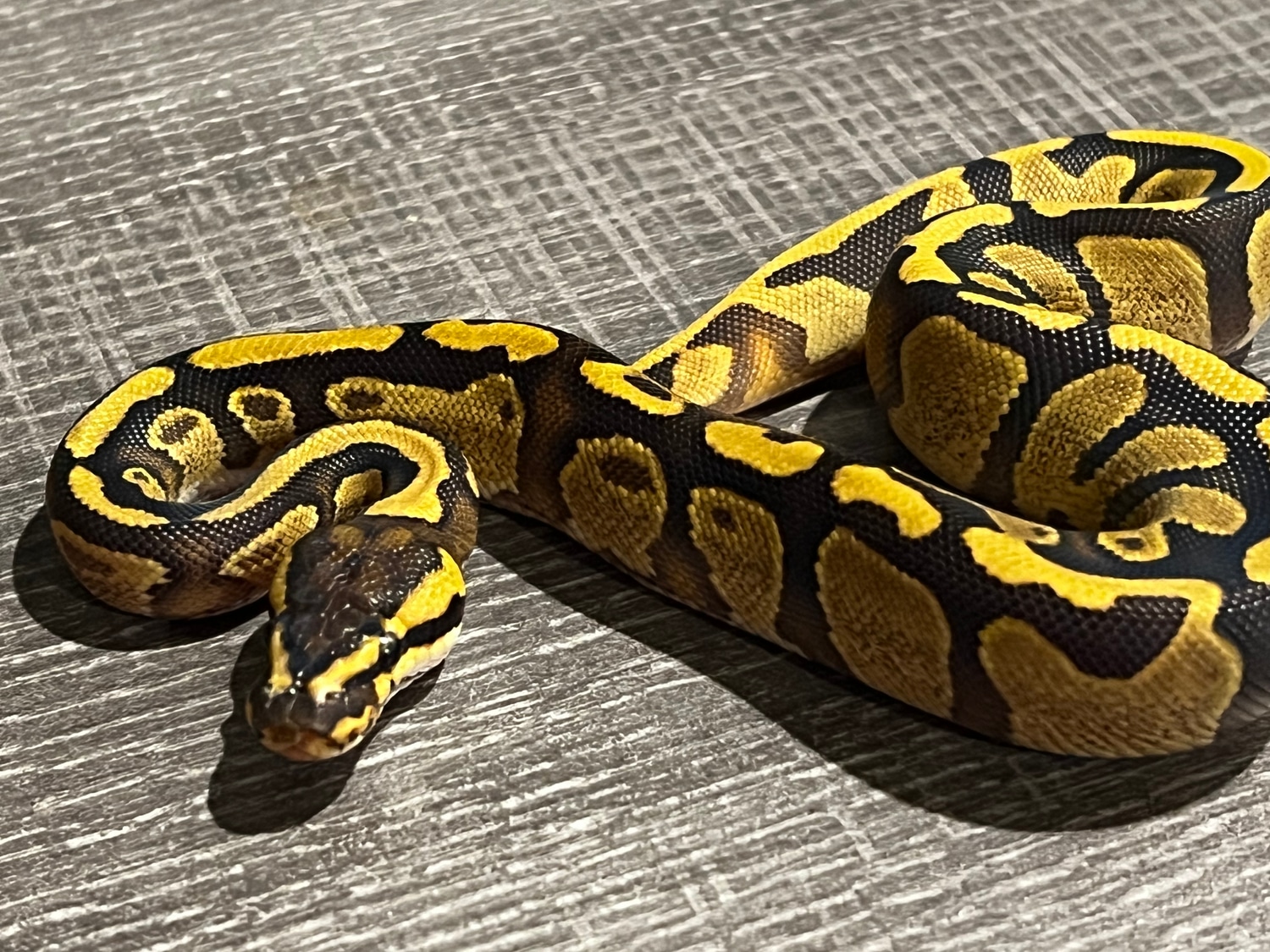 Enchi Gravel Het Piebald Ball Python by Pied Creations - MorphMarket