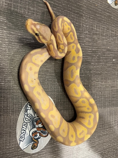 Coral Glow Pastel Plus Ball Python by Pied Creations