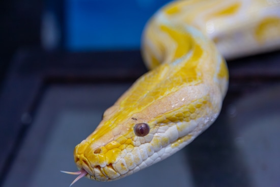 5 Yr Old Burmese Python (Rescue) by Robs Pythons and boas