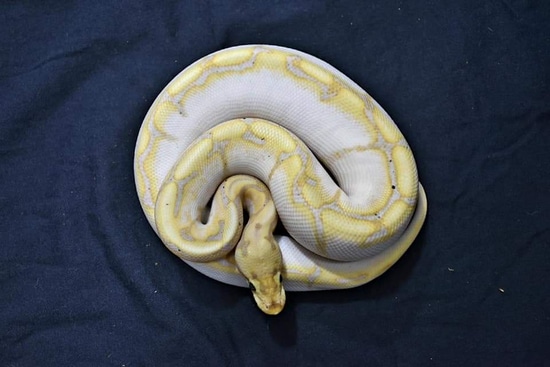Calico YB Banana Bee Ball Python by Robzilla Reptiles