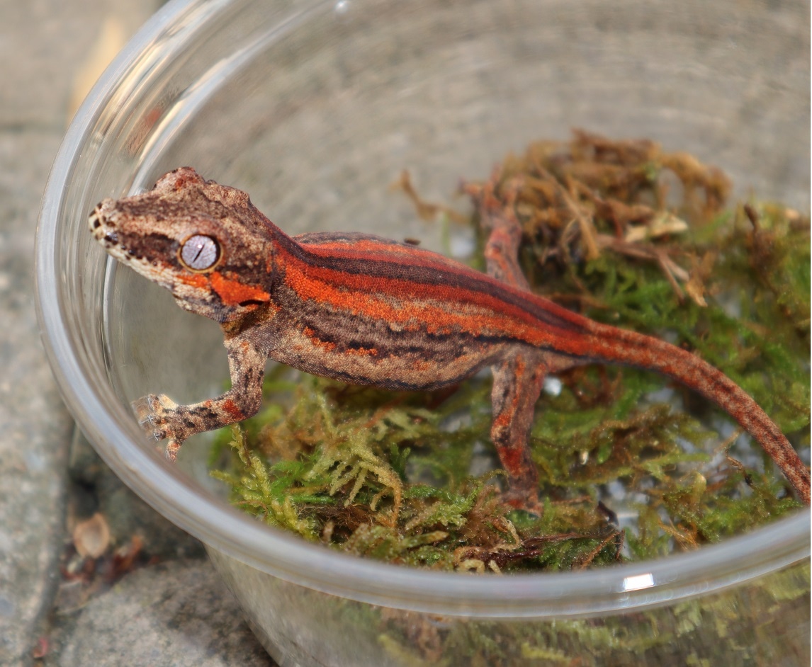 Red Stripe Gargoyle Gecko by Roc Geckos - MorphMarket