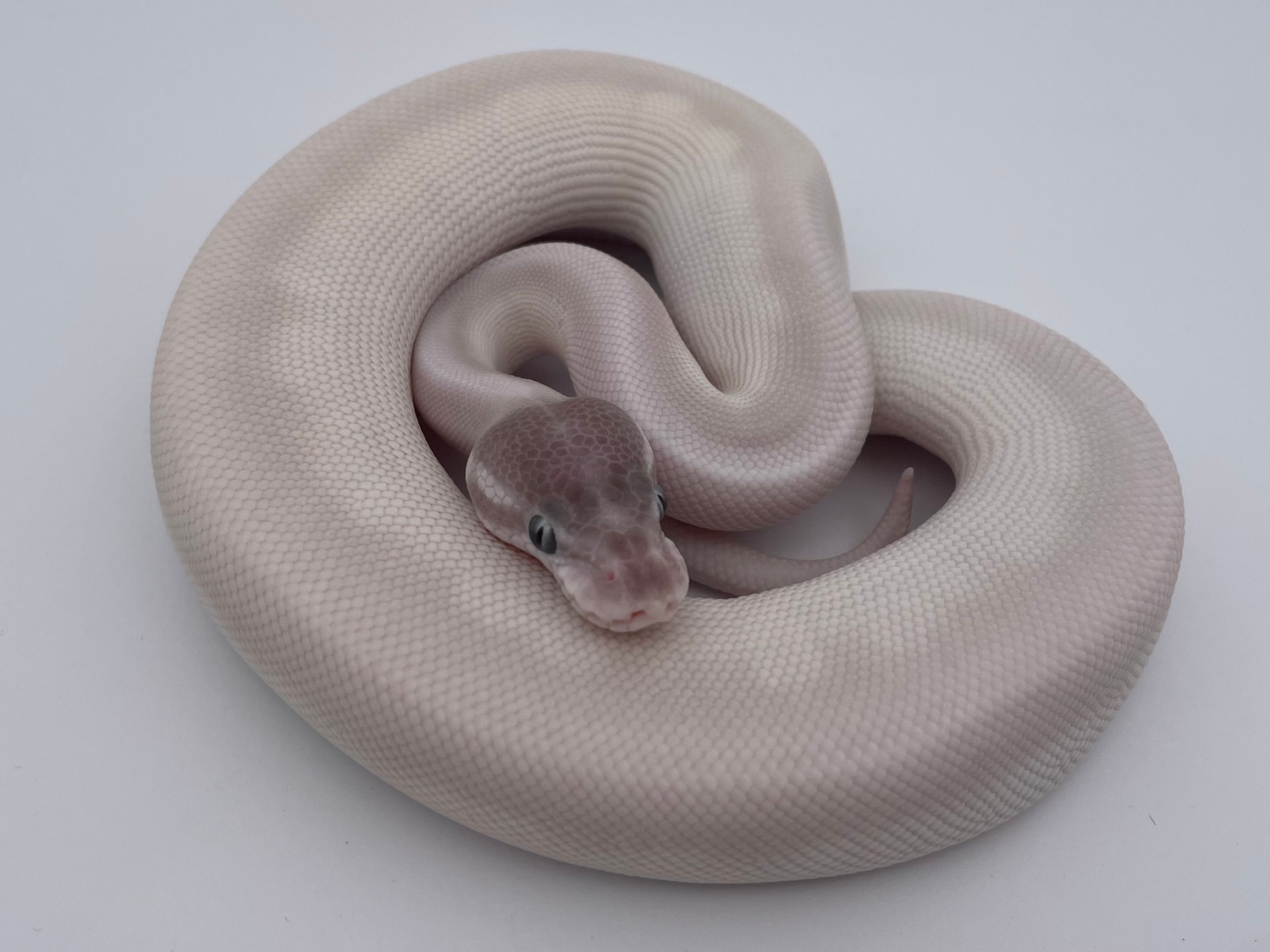 Super Mojave Ball Python by Rockabilly Reptiles - MorphMarket