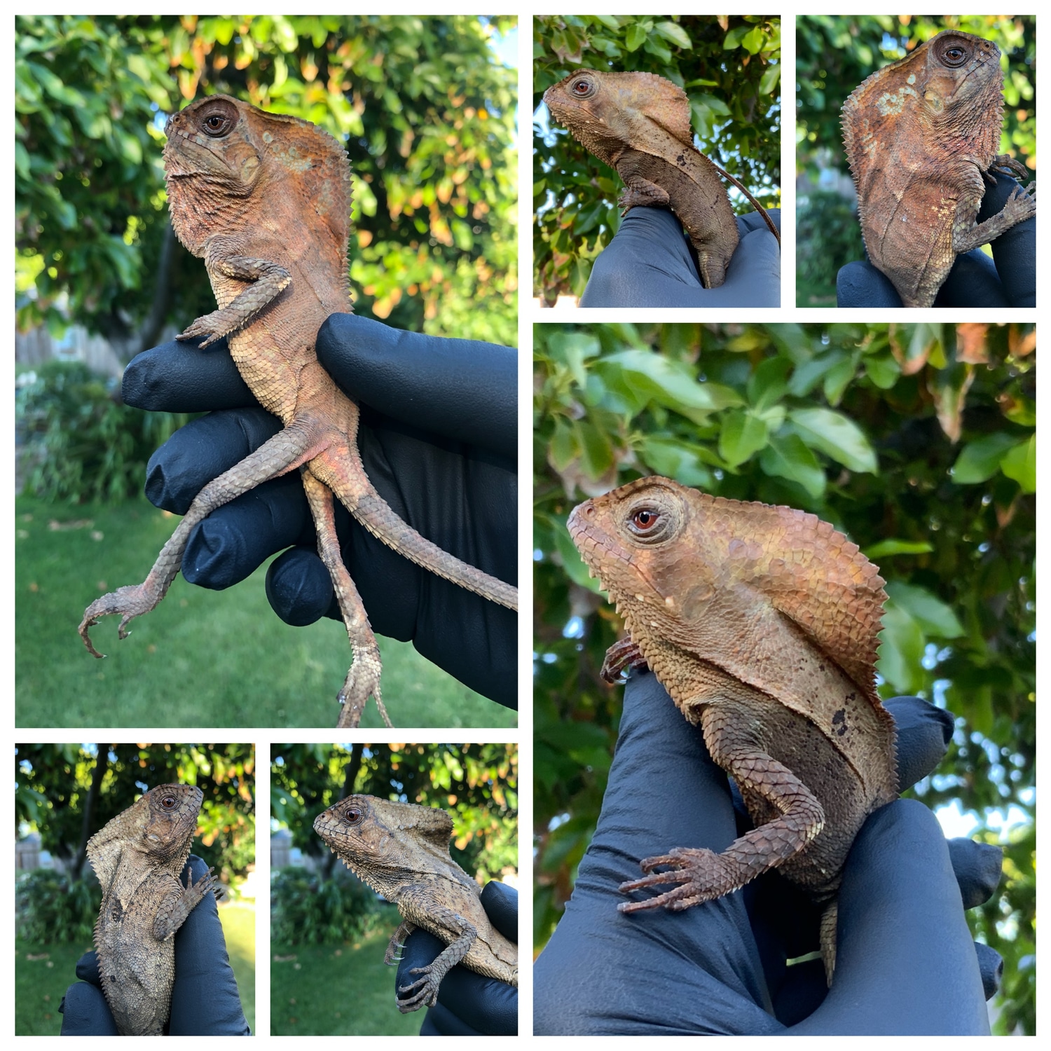 Corytophanes Cristatus Helmeted Iguanas Other Lizard by Rockabirdie ...
