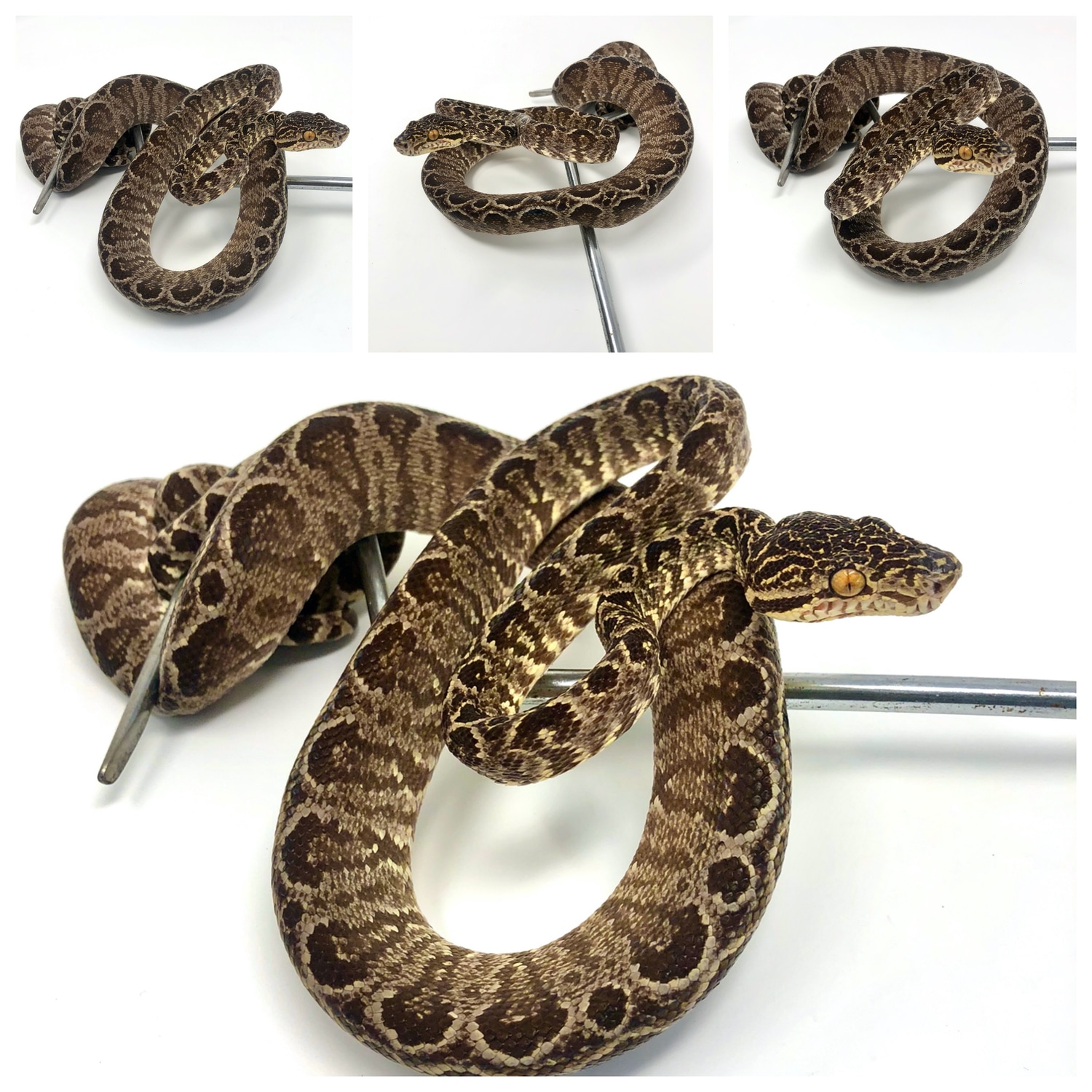 Killer Female ATB Amazon Tree Boa by Rockabirdie Reptiles - MorphMarket
