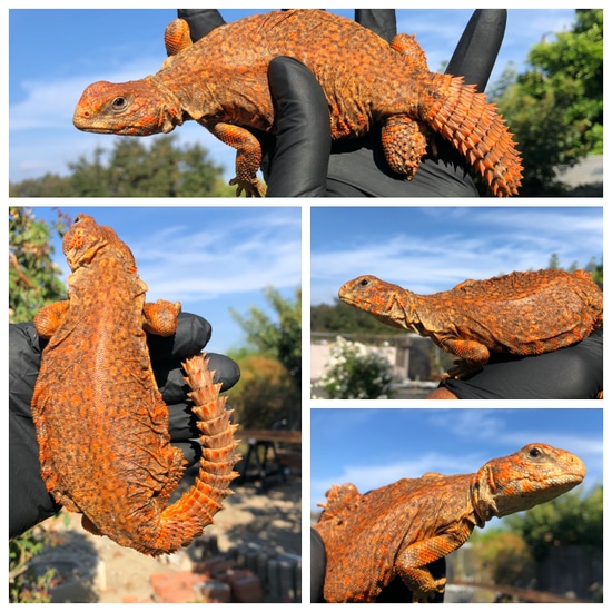 Incredible Female Red Uromastyx by Rockabirdie Reptiles