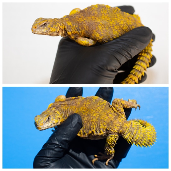 Super Yellow Uromastyx Geyri Female!! by Rockabirdie Reptiles