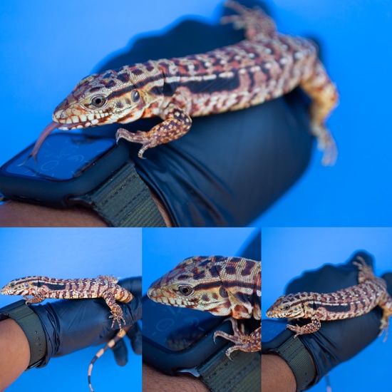 Red Tegu Argentine Tegus by Rockabirdie Reptiles