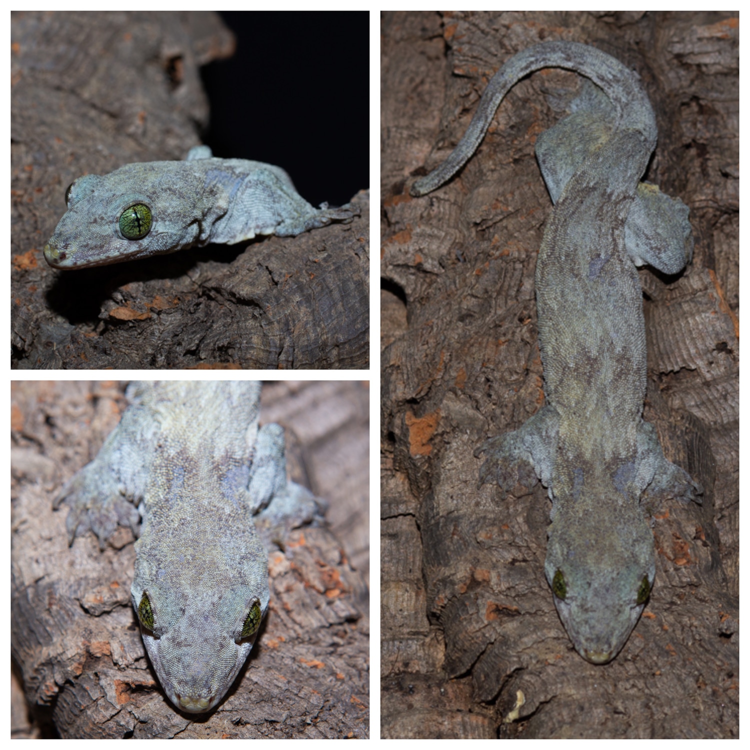 Giant Halmahera Gecko Other Gecko by Rockabirdie Reptiles - MorphMarket