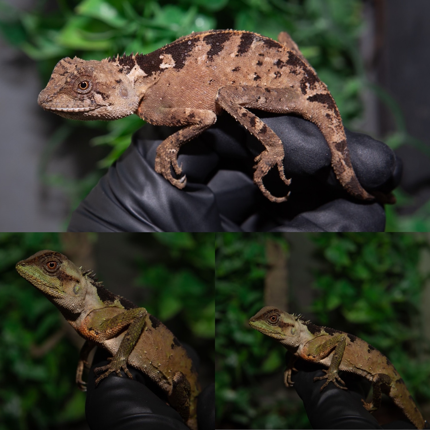 Ornate Mountain Horned Lizards Other Lizard by Rockabirdie Reptiles ...