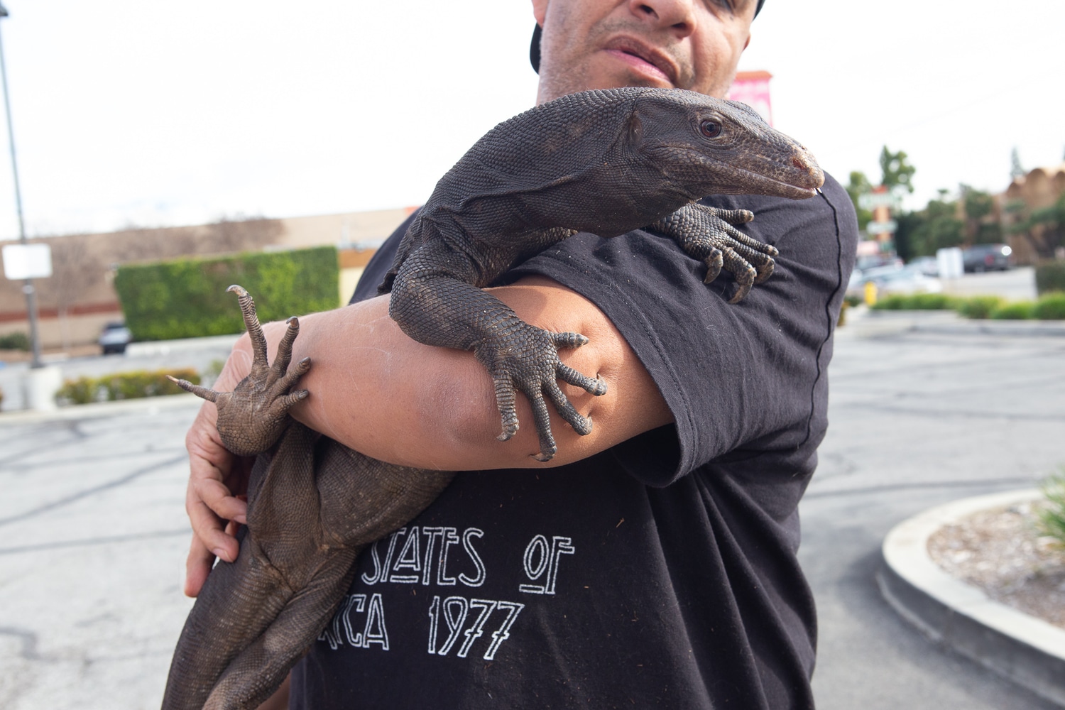 Adult Female Black Dragon!! Water Monitor by Rockabirdie Reptiles ...