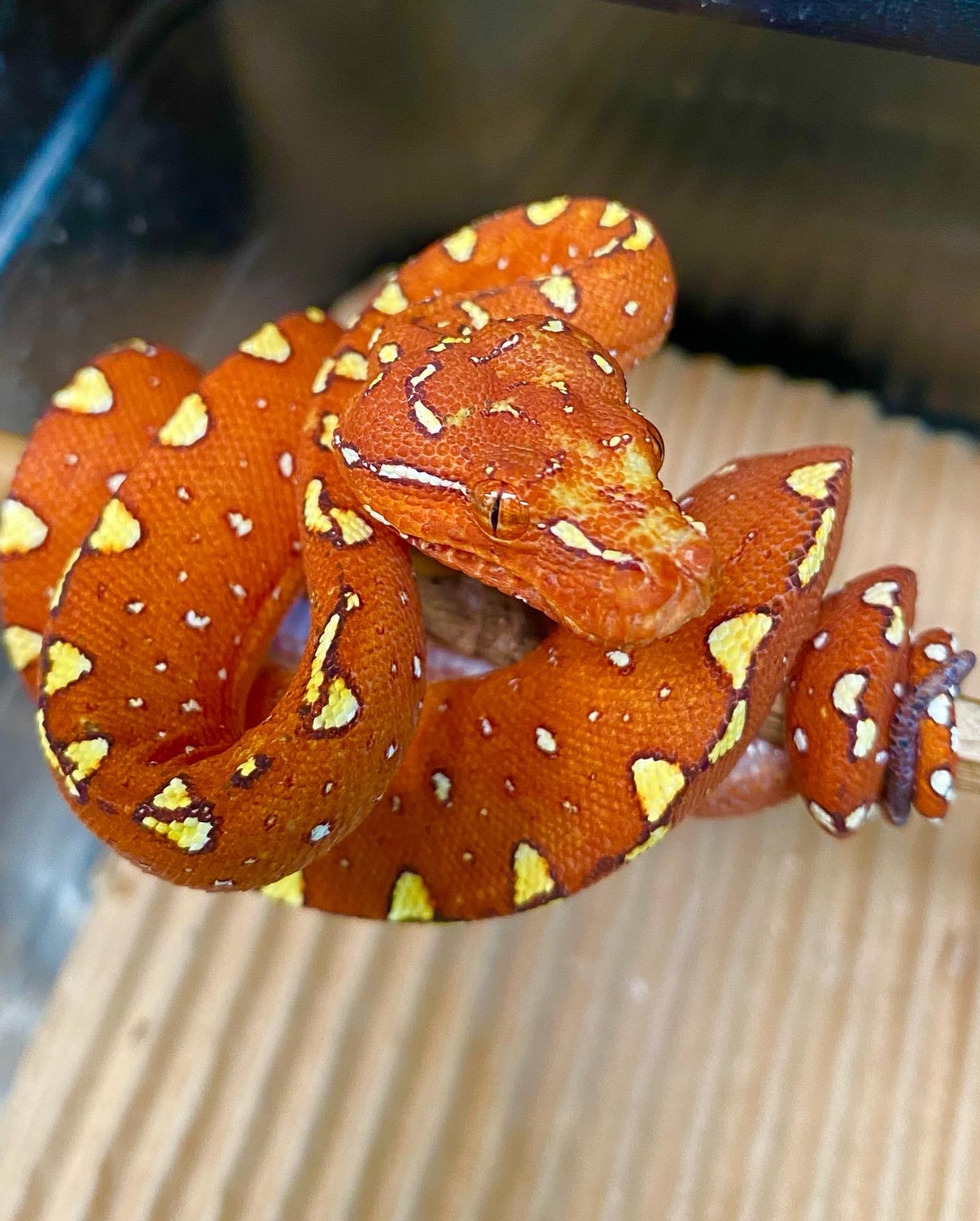 Red Biak Green Tree Python by Rockabirdie Reptiles - MorphMarket