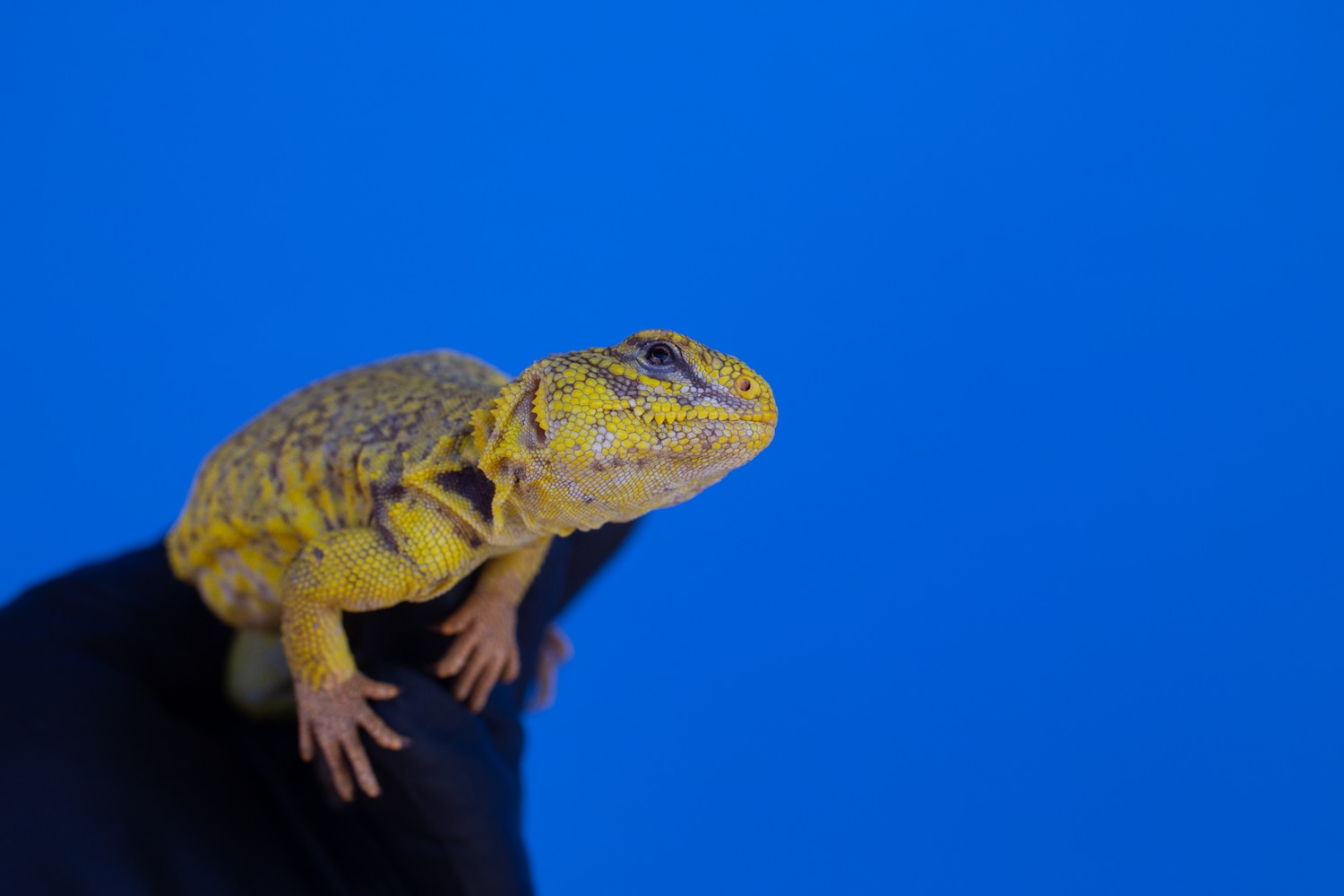 Stunning High Yellow Spiny-tailed Lizard by Rockabirdie Reptiles ...