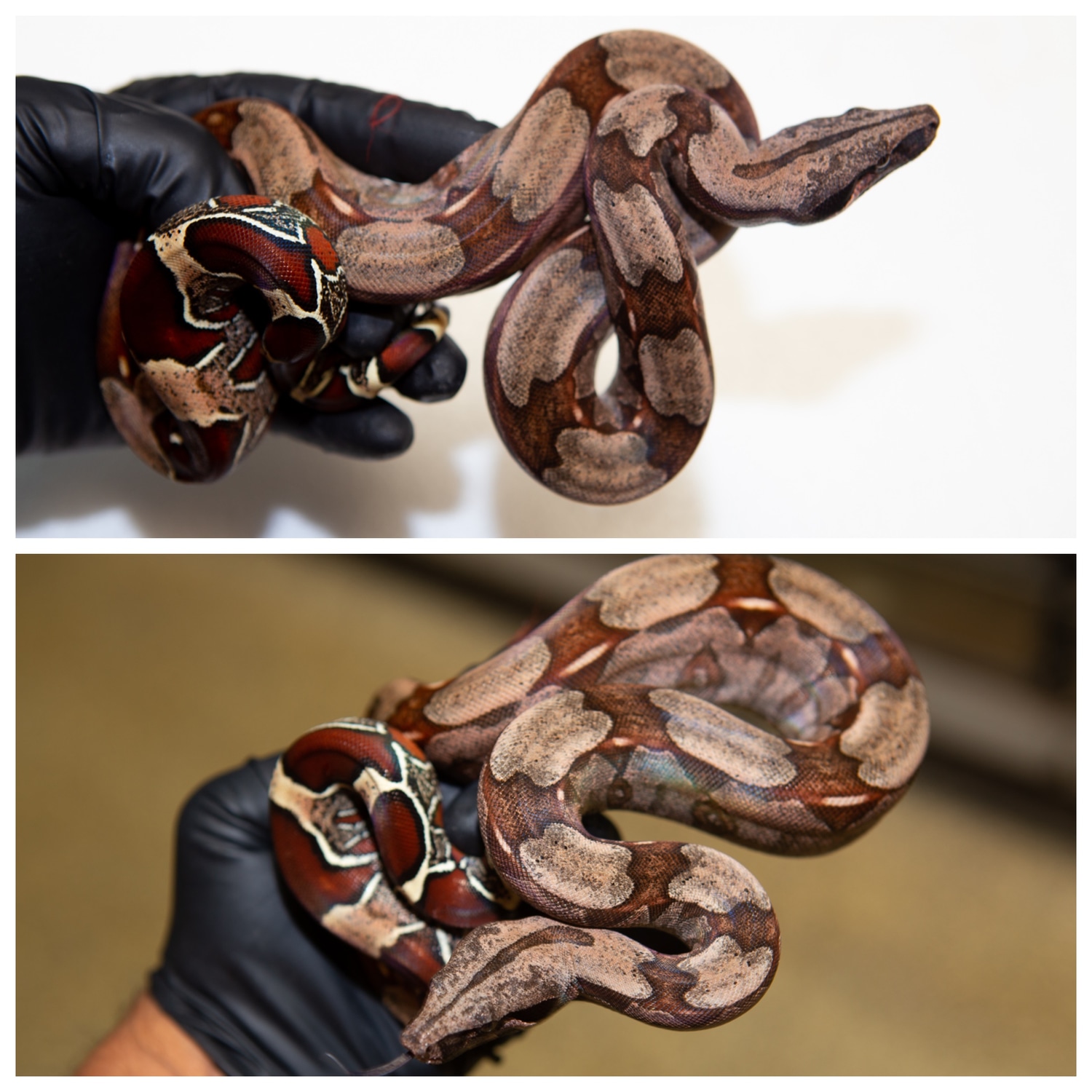 Must See Super Pink/Dark Female Guyana True Red-tailed Boa Constrictor ...