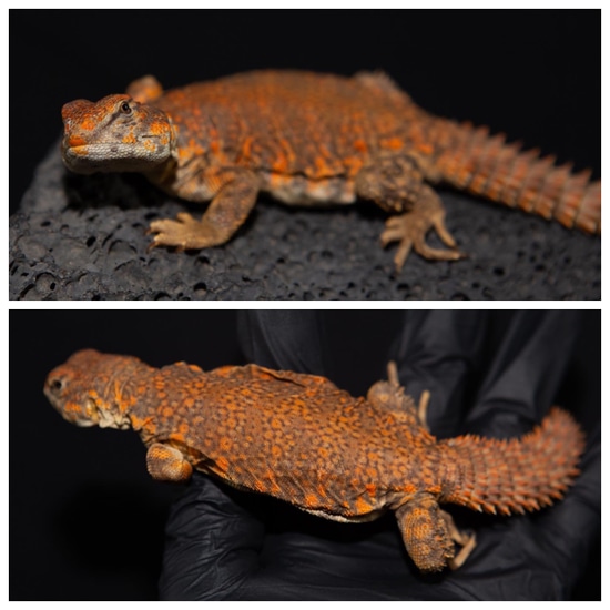 Super Red Female Uromastyx by Rockabirdie Reptiles