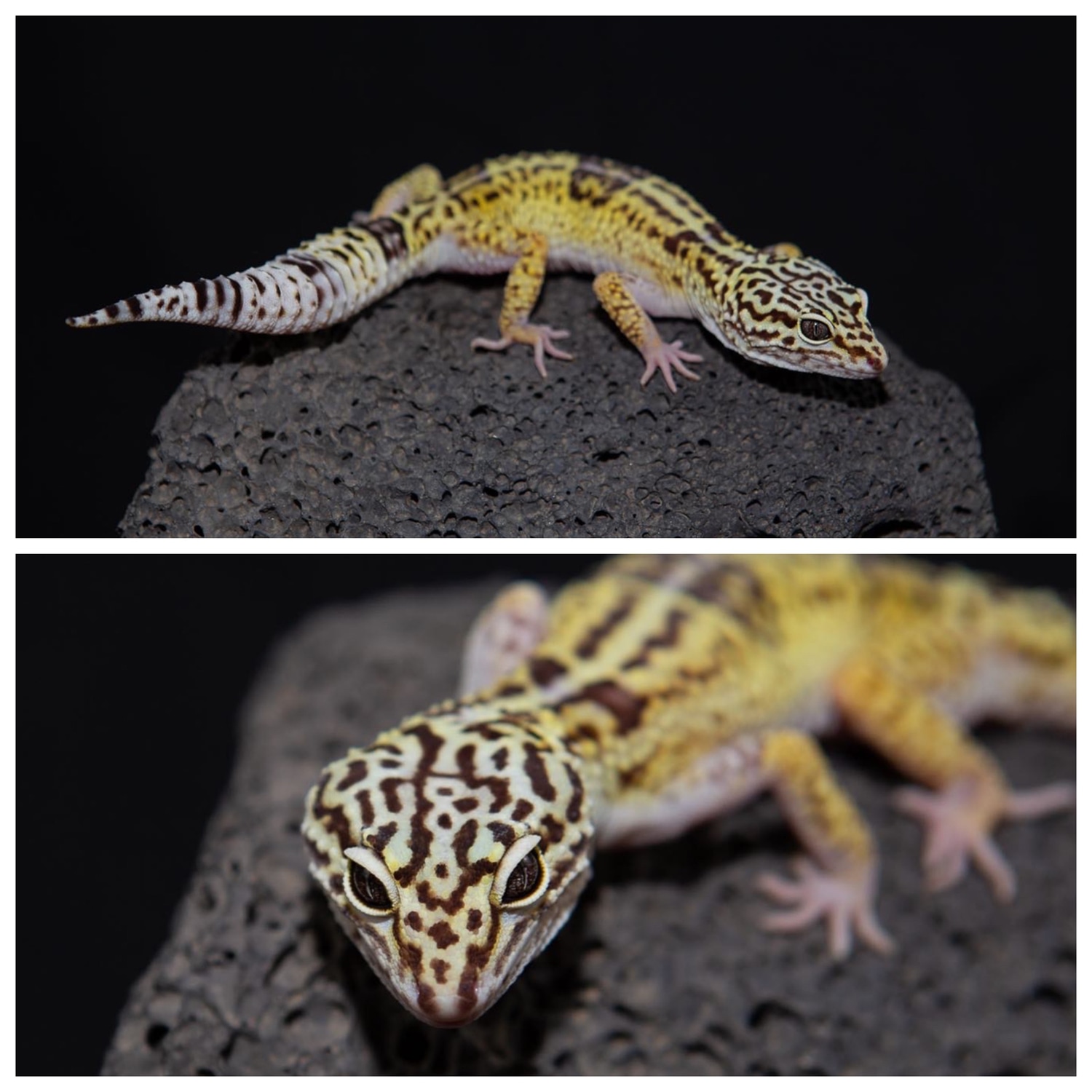 Bion Produced Giant Iranian Leopard Gecko by Rockabirdie Reptiles ...