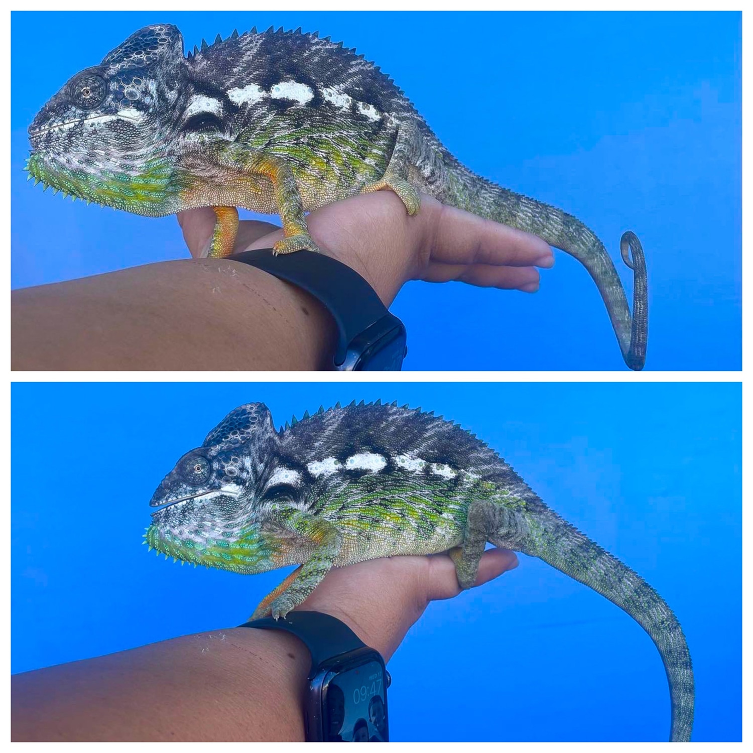 Madagascar Giant Spiny Chameleon Other Chameleon by Rockabirdie ...