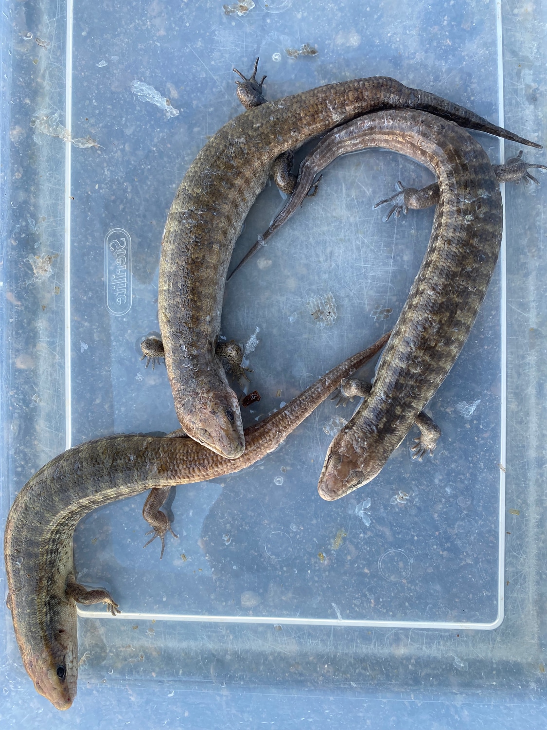 1.2 Giant Haitian Galliwasp Group Other Lizard by Rockabirdie Reptiles ...