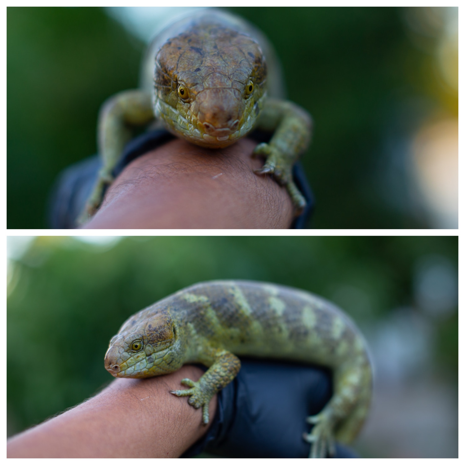 Gorgeous Monkey Tailed Skink PRICE DROP!! Other Skink by Rockabirdie ...