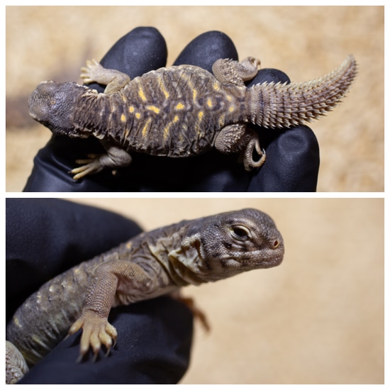 Baby Egyptians Super Cute!! Uromastyx by Rockabirdie Reptiles