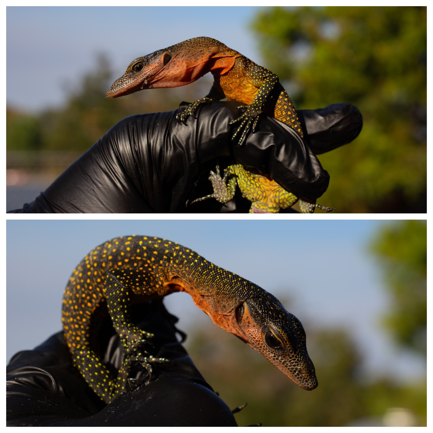 Super Red Blue Tailed Peach Throat!! Other Monitor by Rockabirdie ...