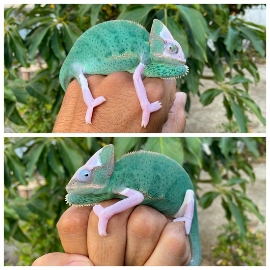 Pied Female Veiled Chameleon by Rockabirdie Reptiles