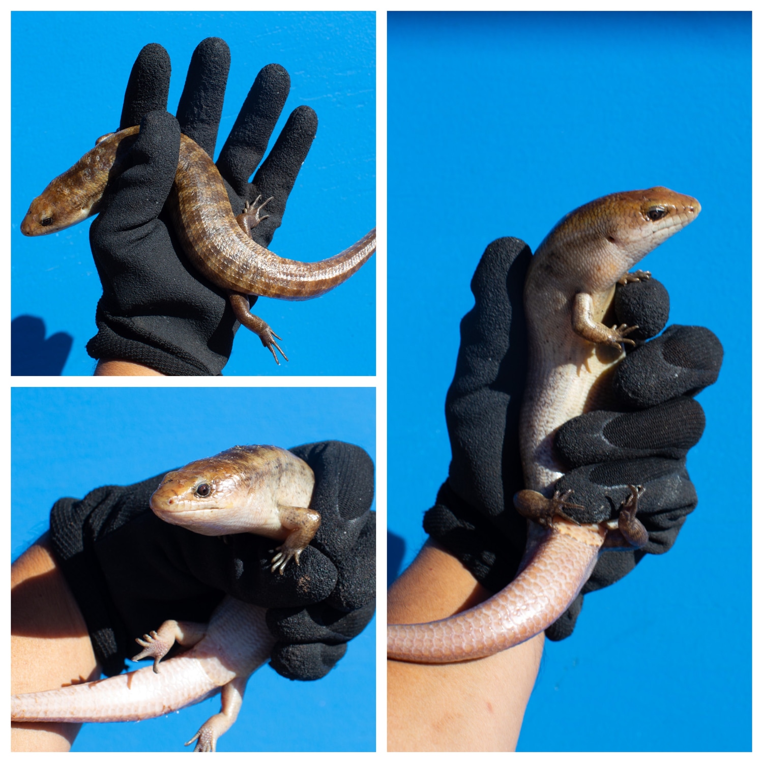 Haitian Galliwasps Caribicus Warreni More Lizard by Rockabirdie ...