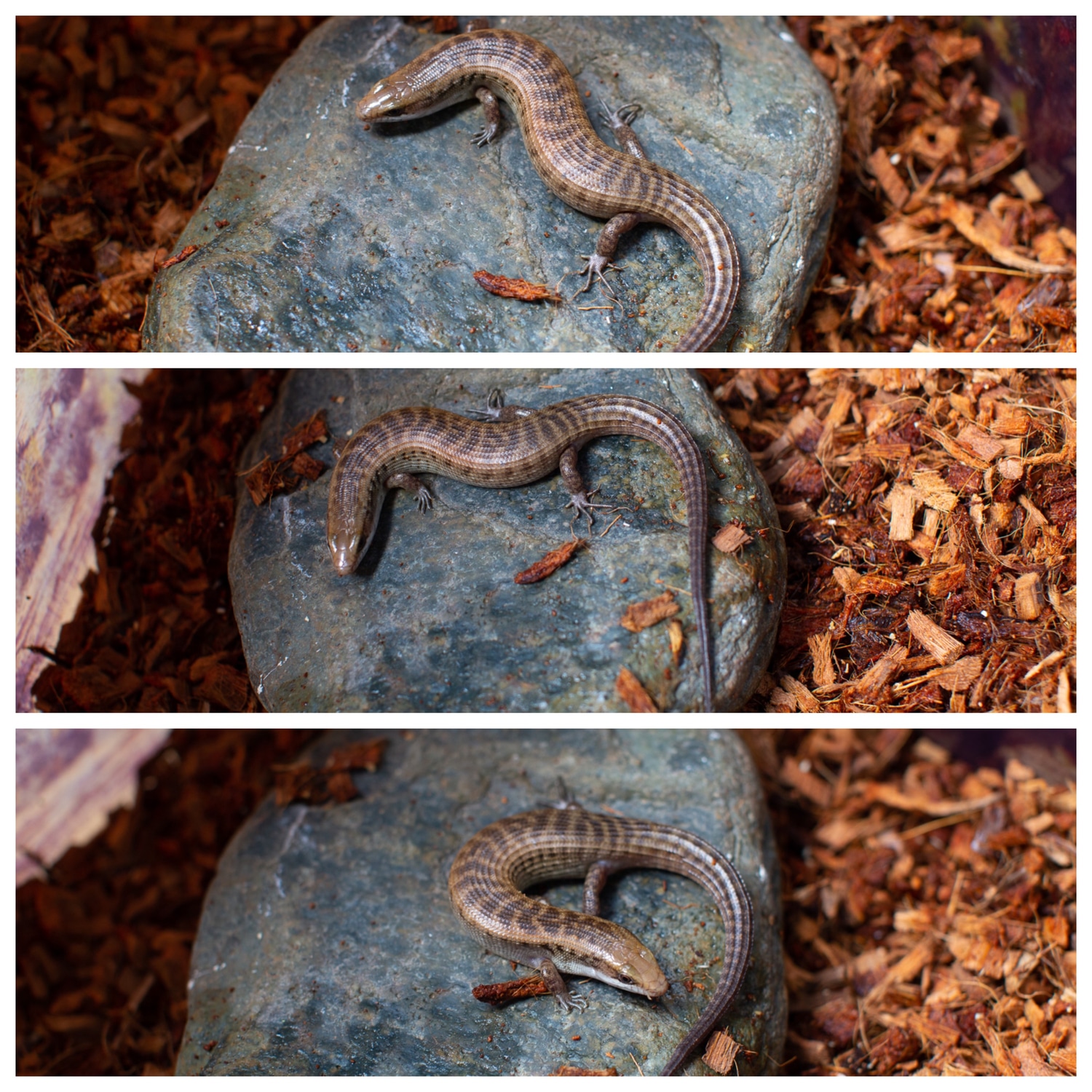 Haitian Galliwasps Caribicus Warreni Other Lizard by Rockabirdie ...