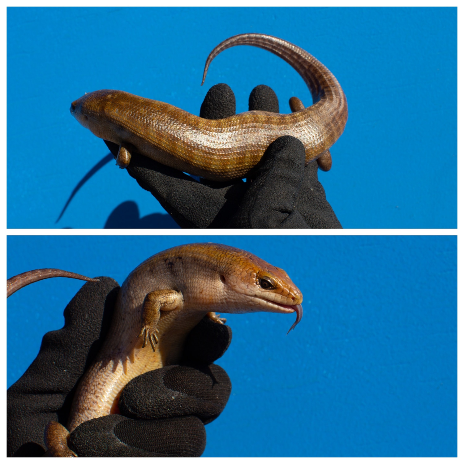 Haitian Galliwasps Caribicus Warreni Other Lizard by Rockabirdie ...