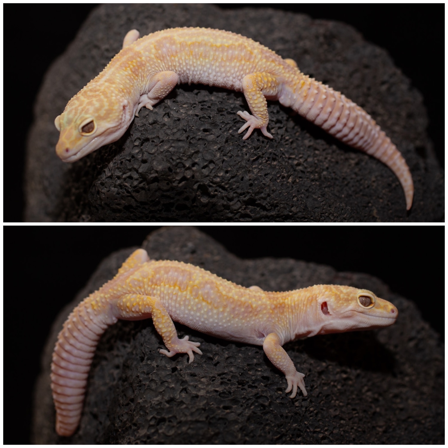 Snow Tremper Leopard Gecko by Rockabirdie Reptiles - MorphMarket