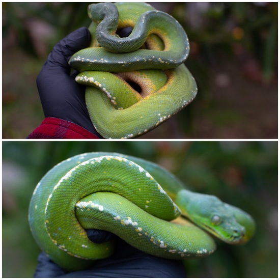 Killer Sorong!! Green Tree Python by Rockabirdie Reptiles