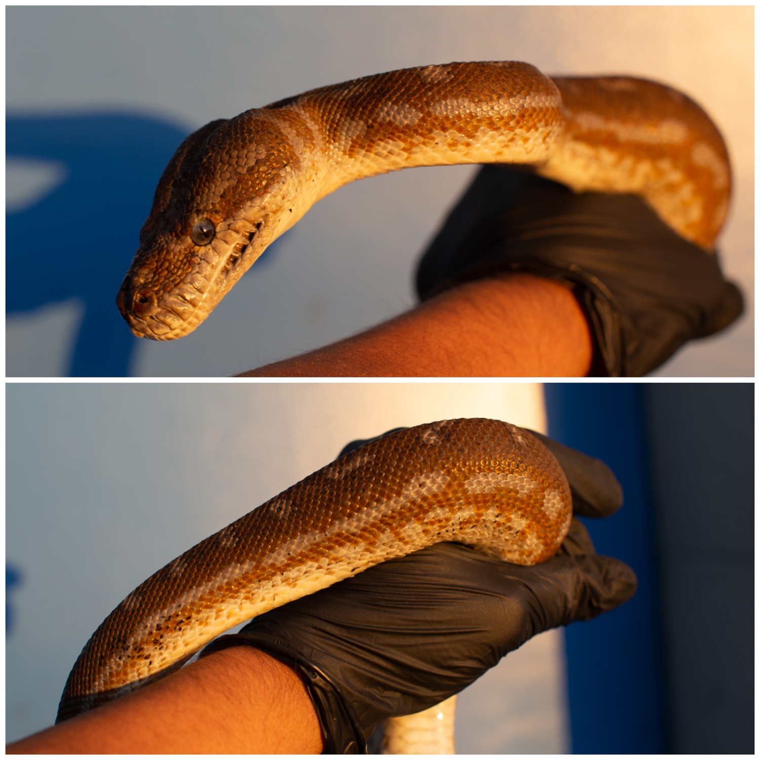 WEEKEND SALE! Gorgeous Centralian Carpet Python by Rockabirdie Reptiles ...