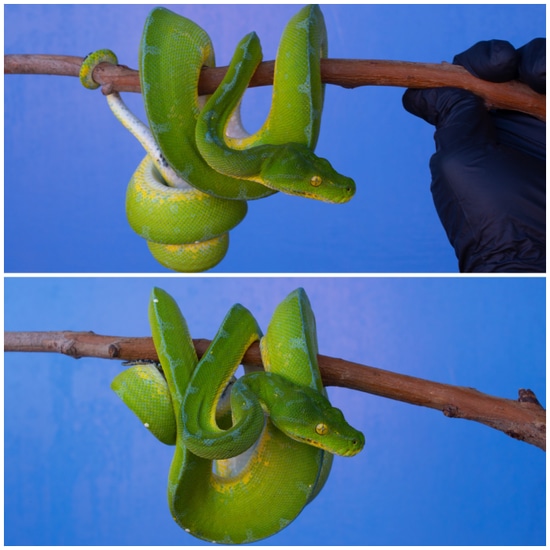 Killer Blue Drip Male Sorong GTP Green Tree Python by Rockabirdie Reptiles
