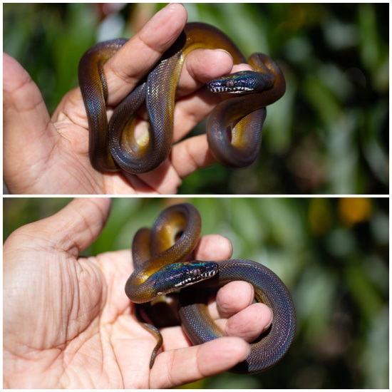 Gorgeous Female White Lip White-Lipped Python by Rockabirdie Reptiles