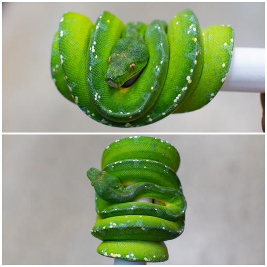 Killer Male Sorong Green Tree Python by Rockabirdie Reptiles