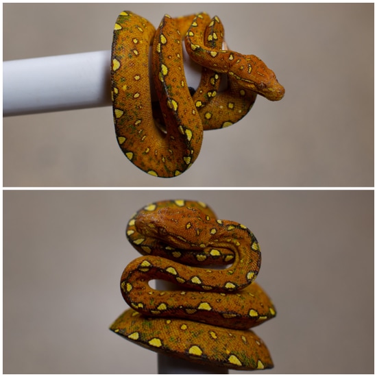 Gorgeous Biak Green Tree Python by Rockabirdie Reptiles