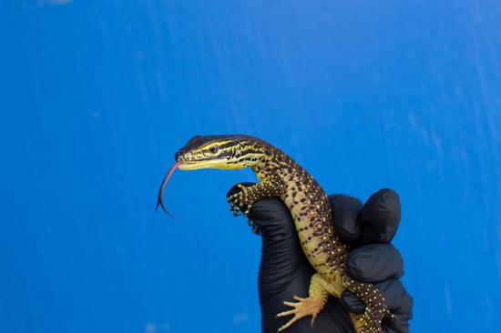 Phenomenal Baby Argus Other Monitor by Rockabirdie Reptiles