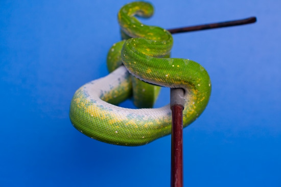 WEEKEND SALE! Numfor Island Female Green Tree Python by Rockabirdie ...