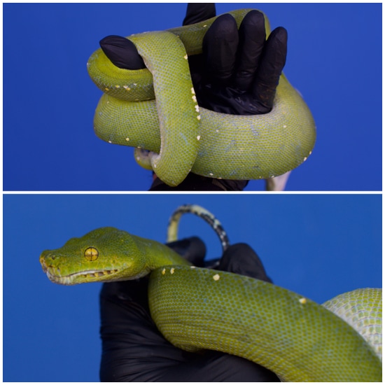 Beautiful Jayapura Lots Of Blue Green Tree Python by Rockabirdie Reptiles