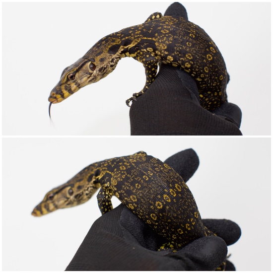 High Colored Juvenile Water Monitor by Rockabirdie Reptiles