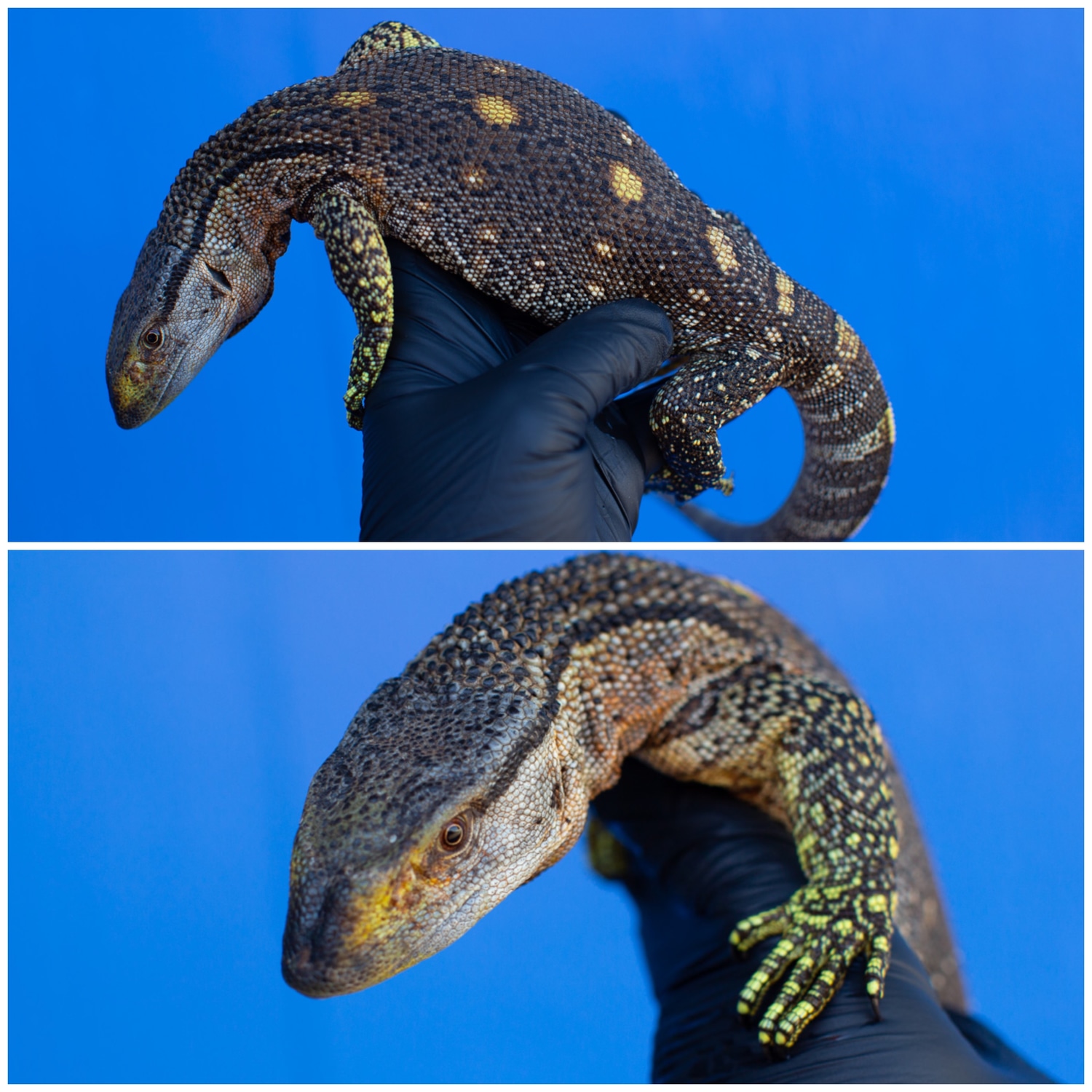 SALE!! Stunning 2ft Female Black-Throated Monitor by Rockabirdie ...
