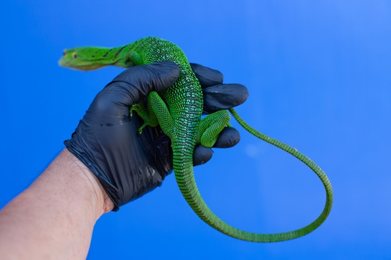 SALE!! Stunning Female Green Tree Monitor by Rockabirdie Reptiles